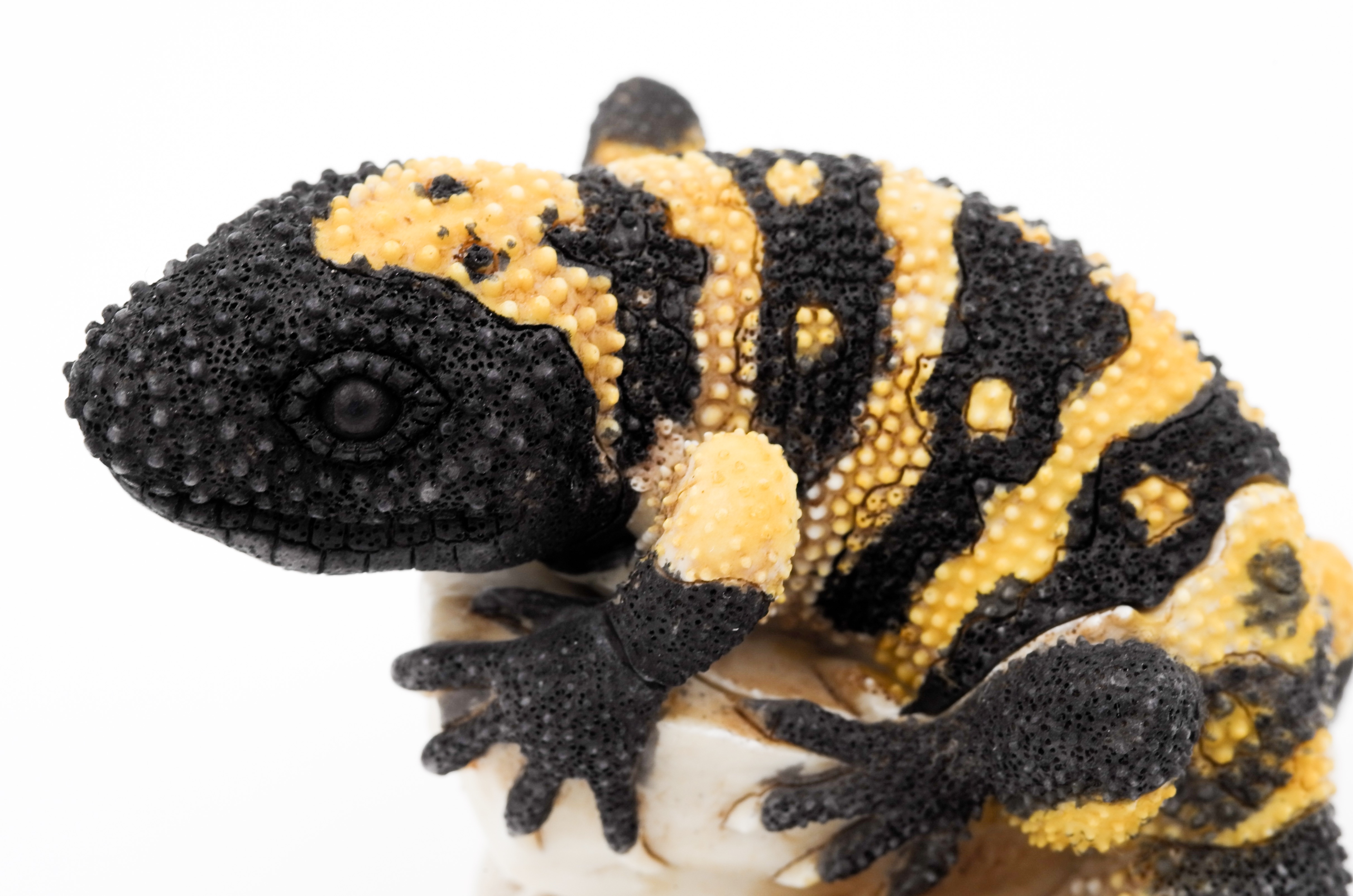 Harmony Kingdom goes Gila monster in Tip the Scales – Goatsby's Place
