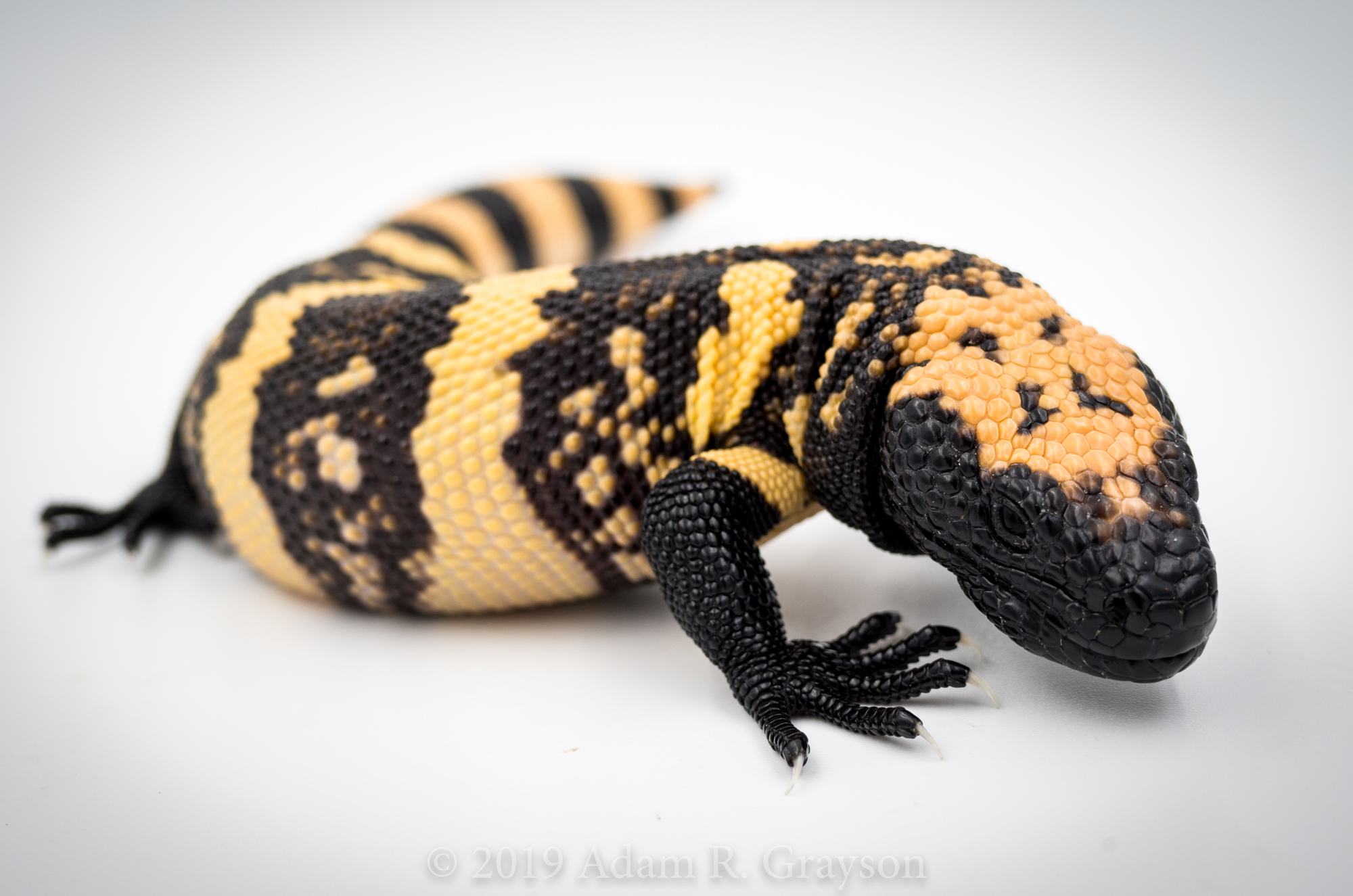 Baby Gila monsters rule the world – Goatsby's Place