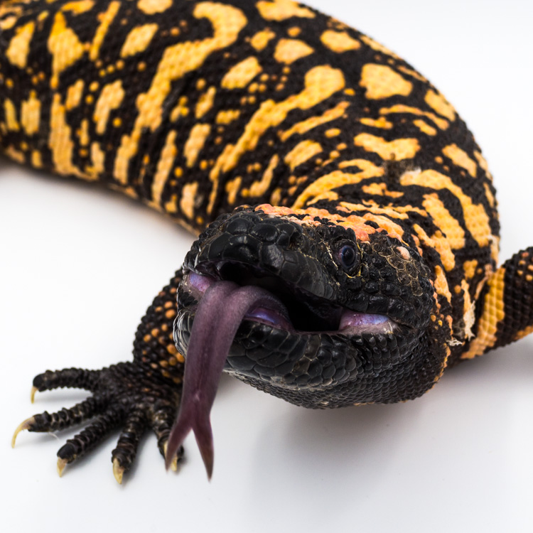 Goatsby's Place – Home of the Gila monster