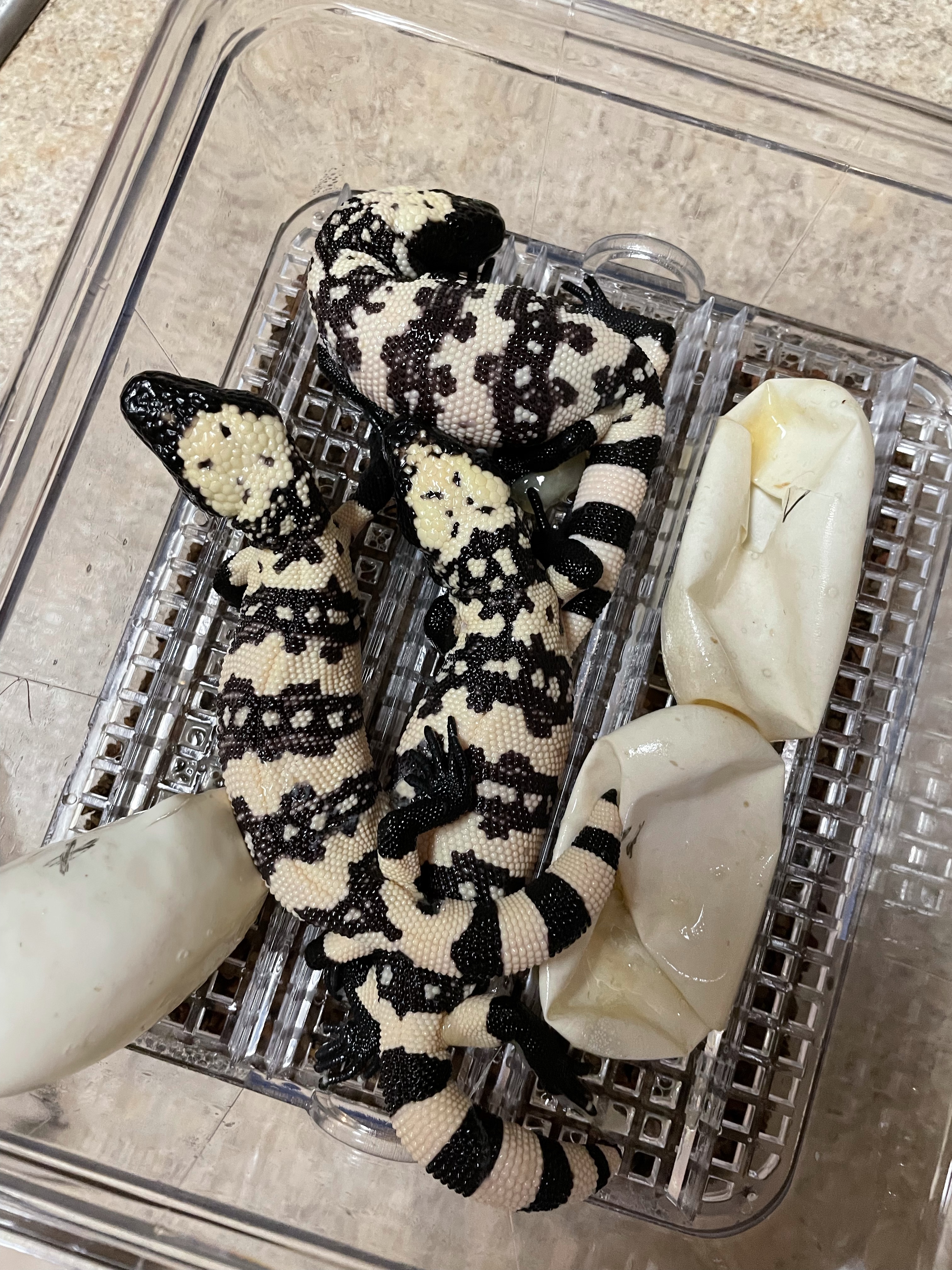 2021 baby Gila monsters! – Goatsby's Place