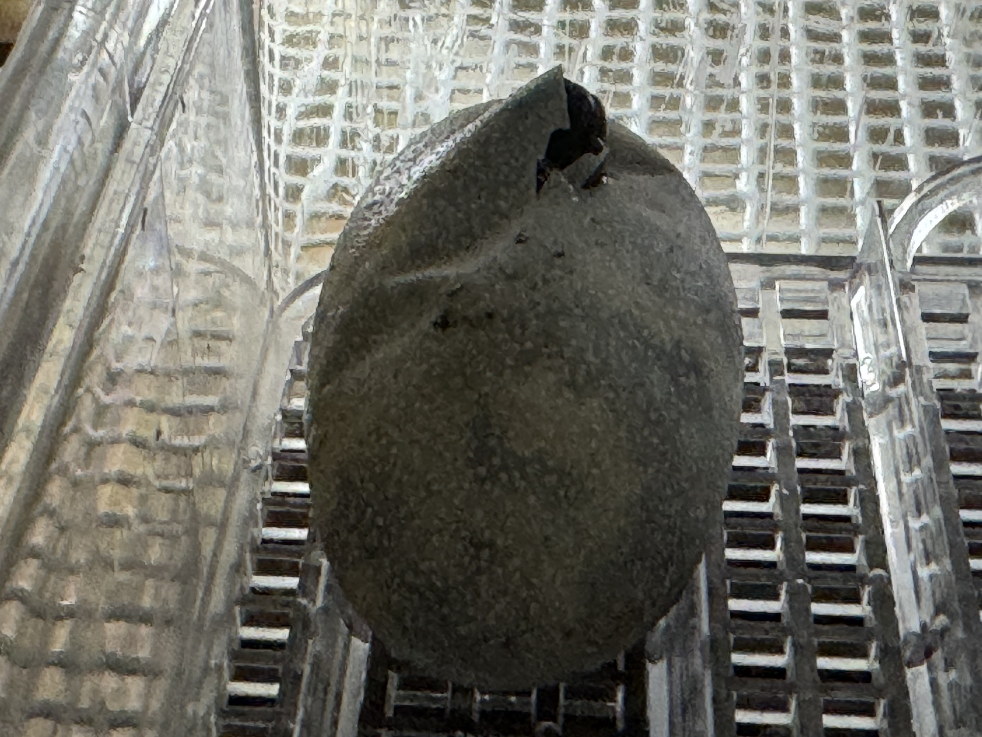 First 2024 baby Gila monster is out! – Goatsby's Place