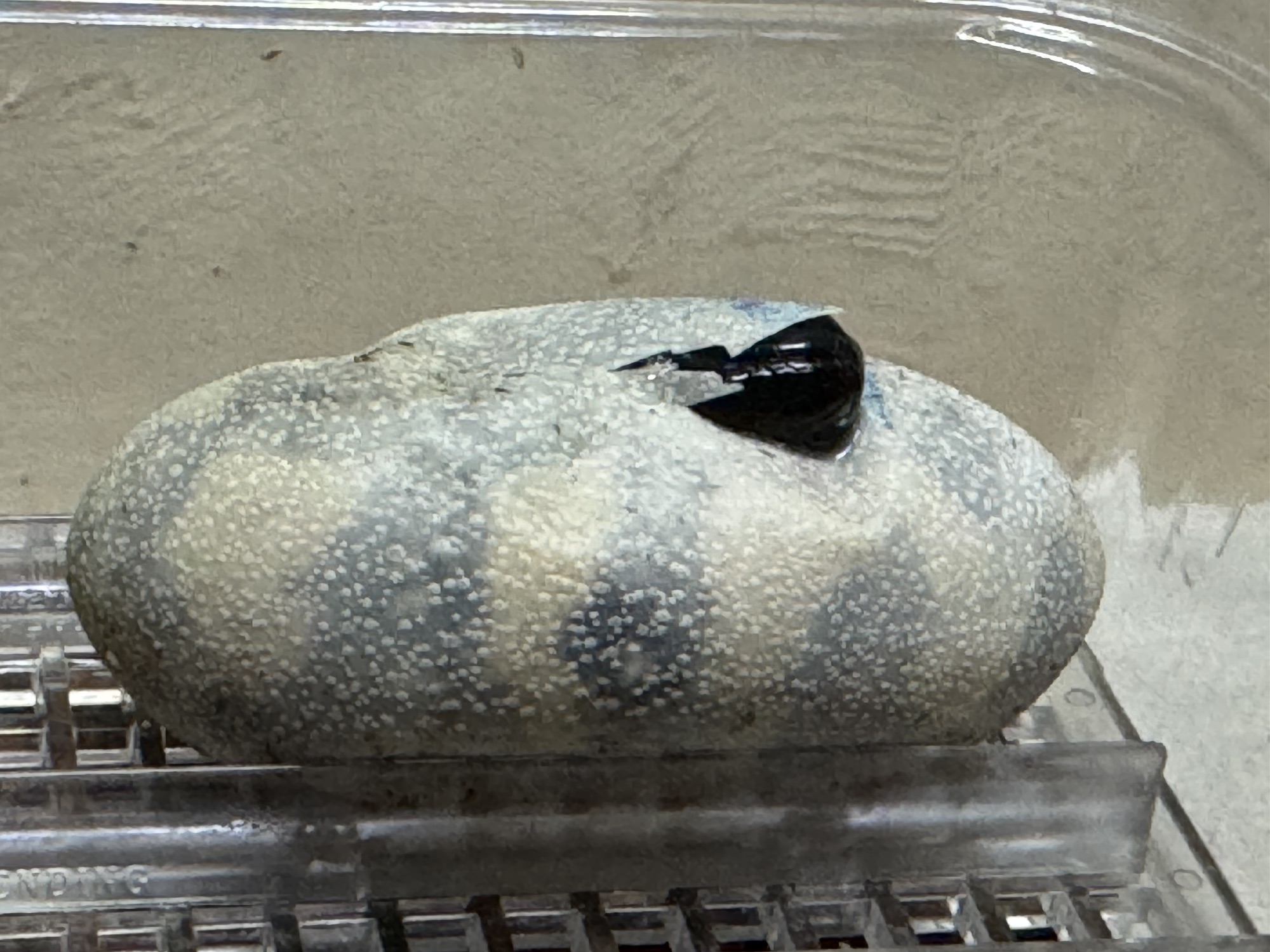 First 2024 baby Gila monster is out! – Goatsby's Place