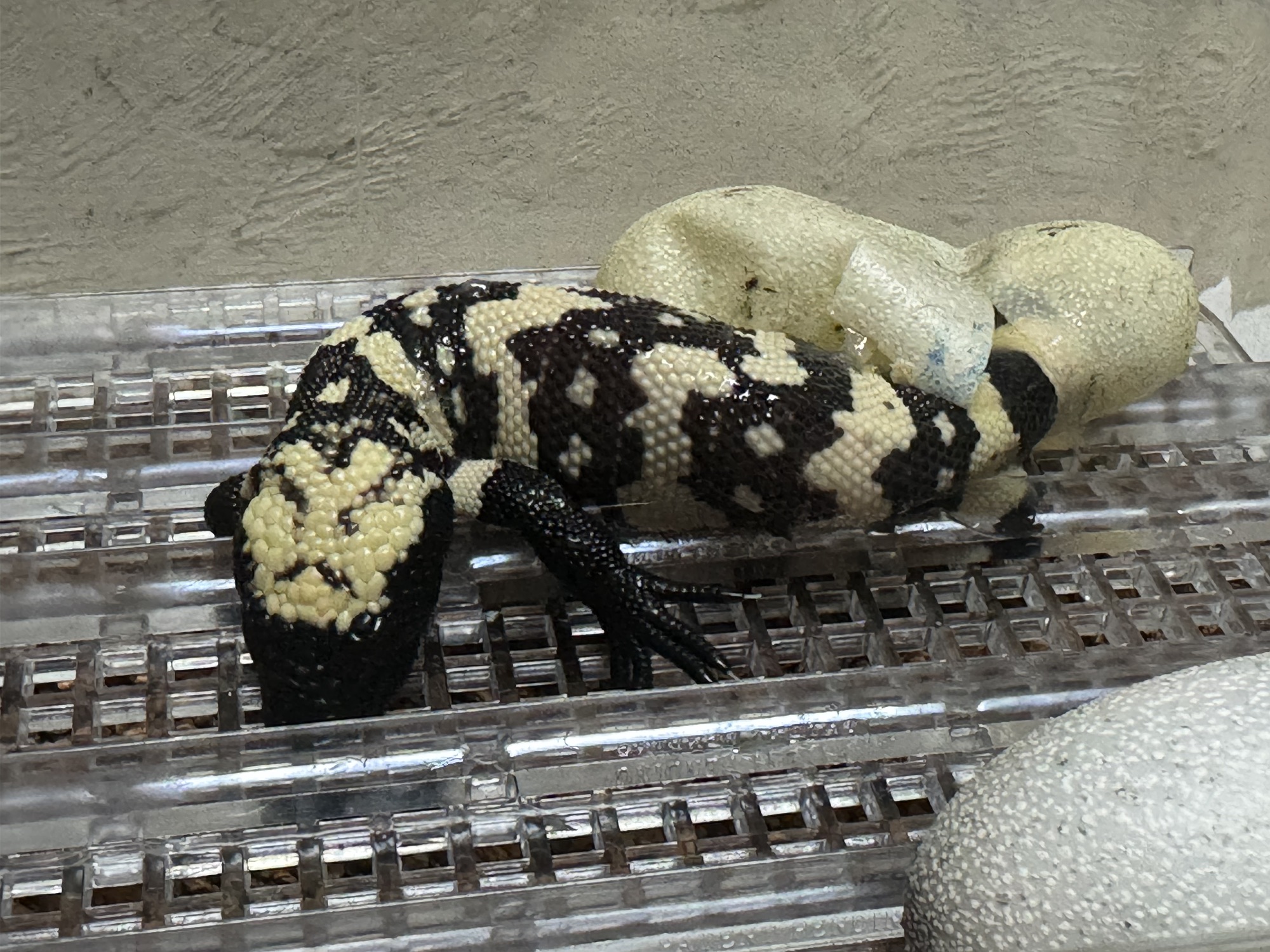 First 2024 baby Gila monster is out! – Goatsby's Place