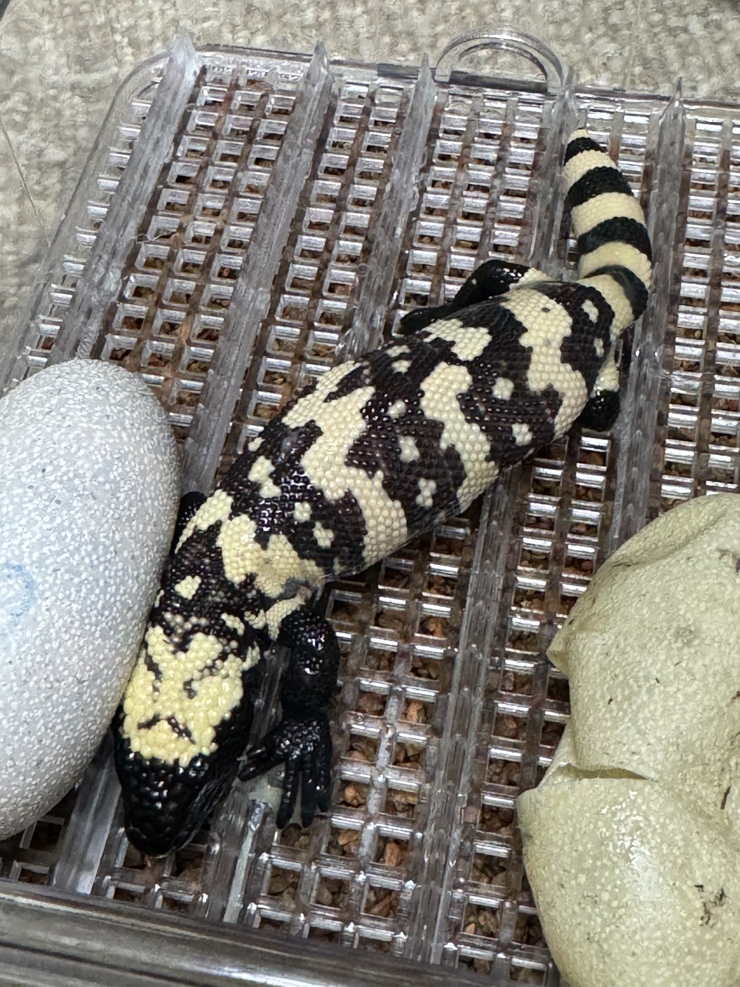 First 2024 baby Gila monster is out! – Goatsby's Place